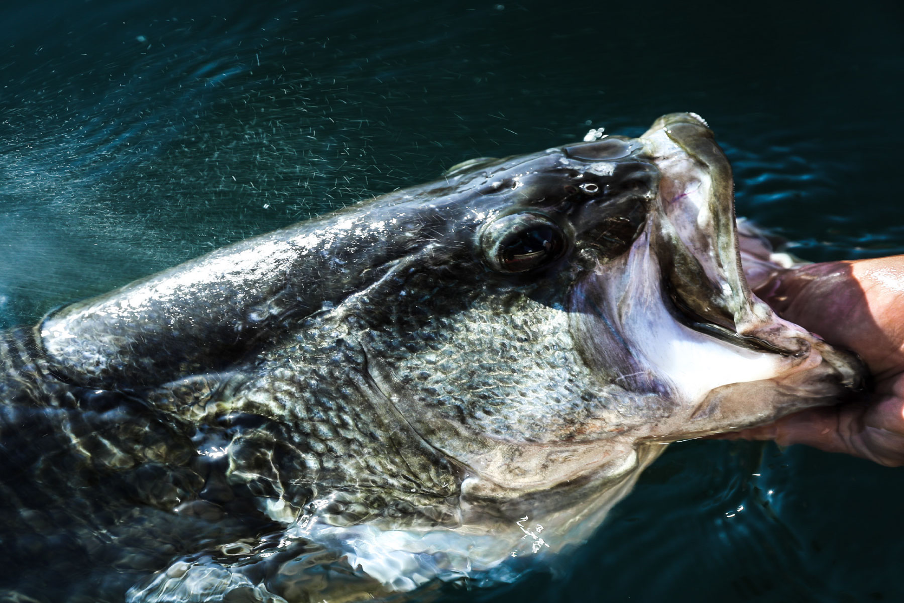 BASS01 | UOYA FISHING（釣具）| 釣具総合商社（株）魚矢